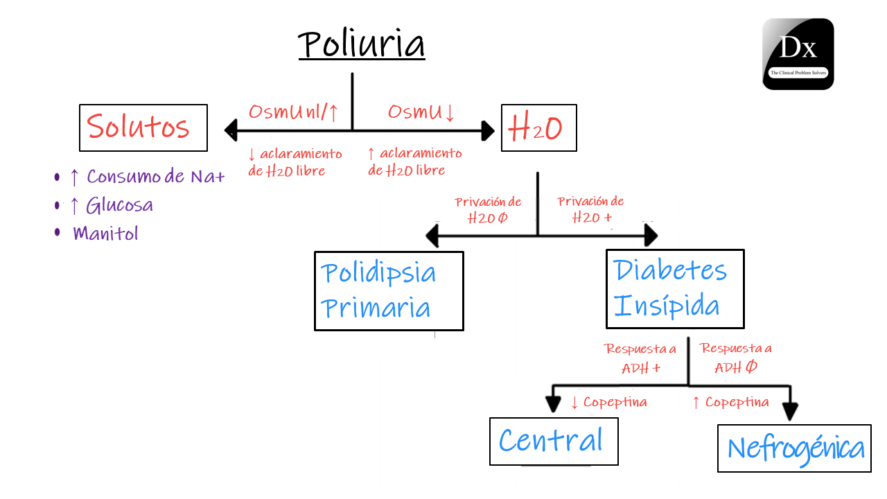 Poliuria – The Clinical Problem Solvers