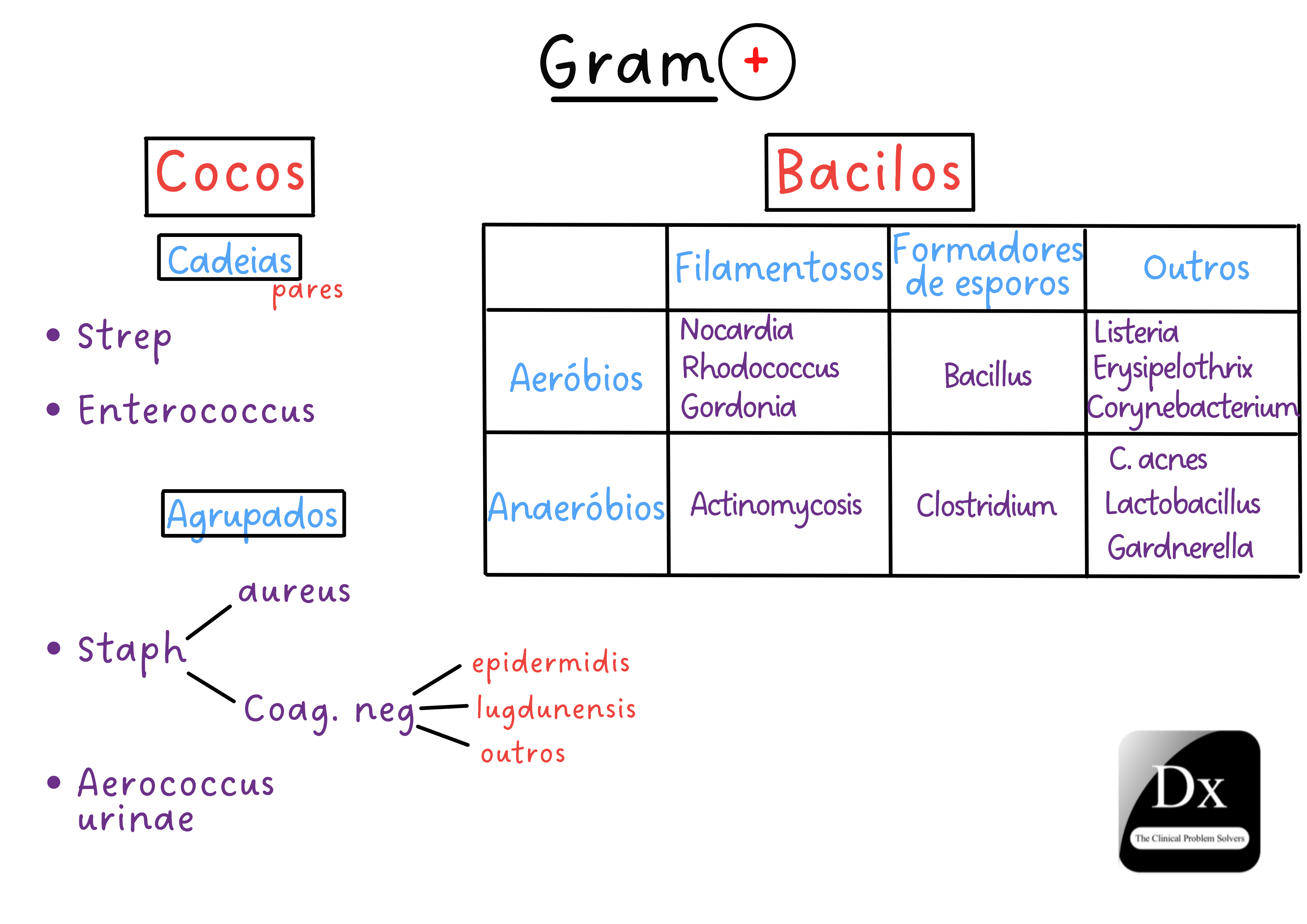 Gram Positivo – The Clinical Problem Solvers
