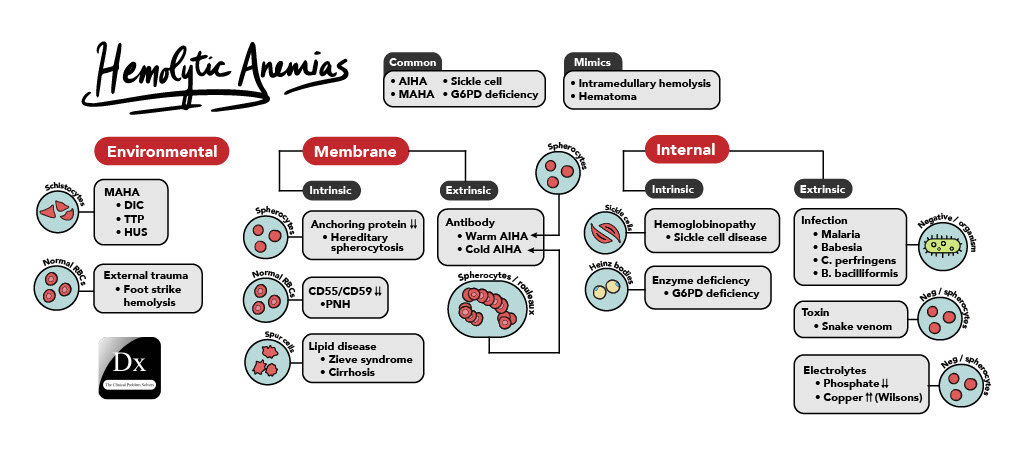 Episode 304: Spaced Learning Series – The Journey of 3Hs ...